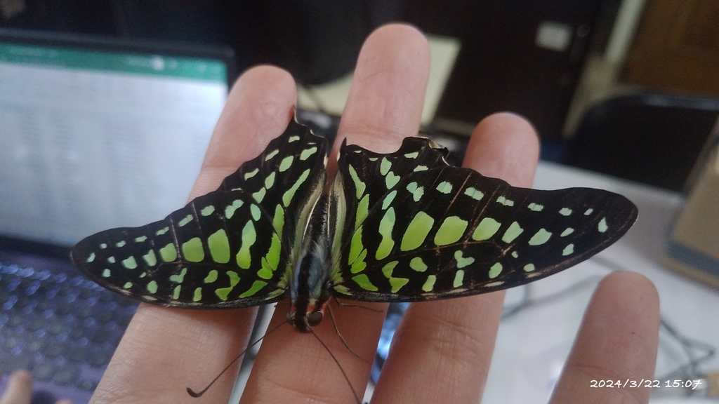 Tailed Jay from 8H8W+74G, Upper Tadong, Tadong, Gangtok, Sikkim 737102 ...