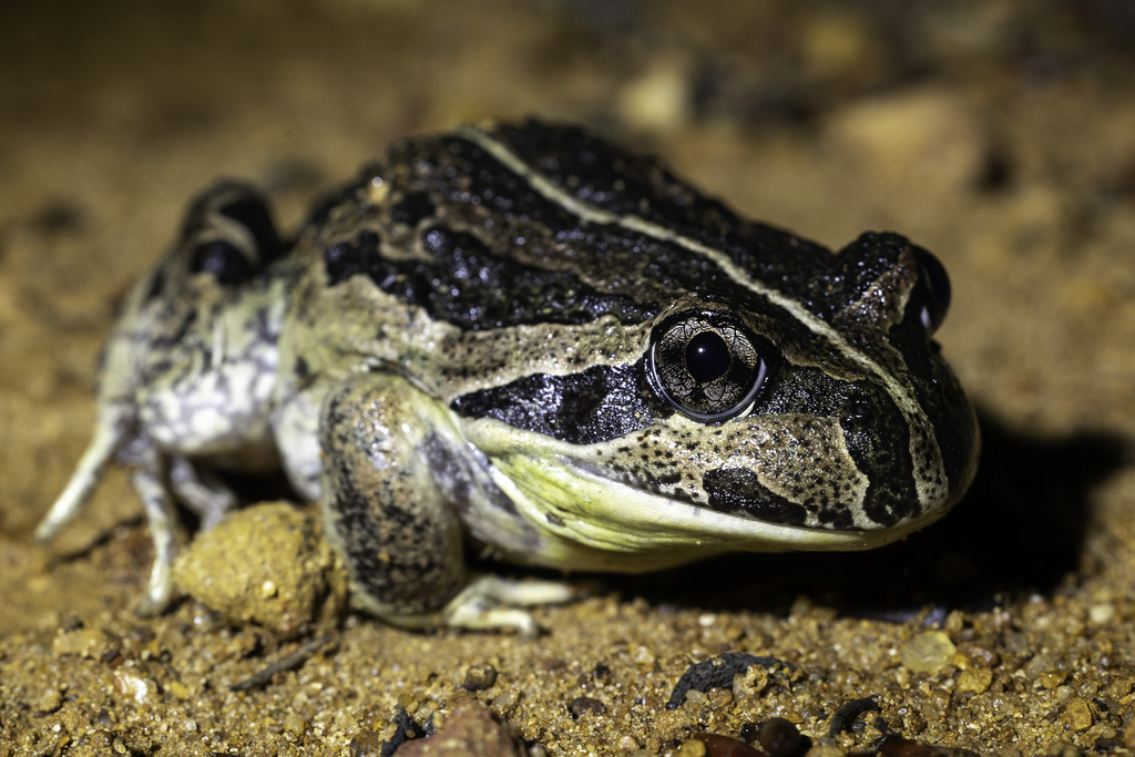 Western Banjo Frog from Hill River WA 6521, Australia on June 8, 2024 ...