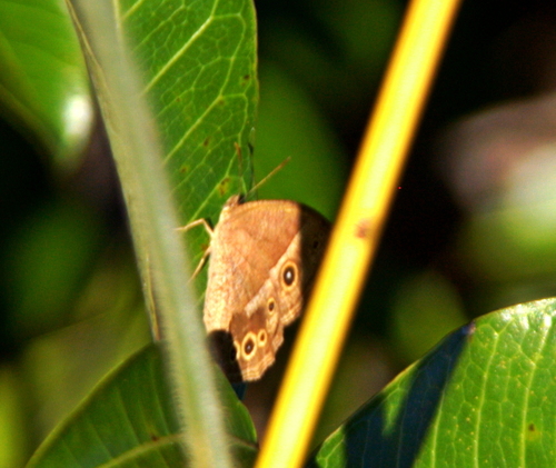Brakefieldia phaea · iNaturalist