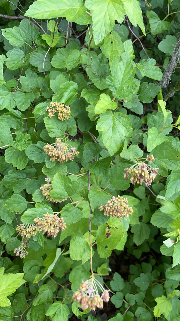 common ninebark from Richland County, US-OH, US on June 9, 2024 at 03: ...