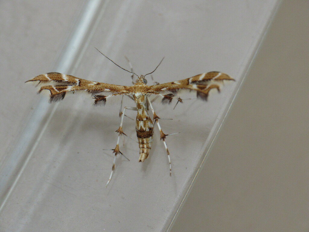 Grape and Sheppard's Plume Moths from Bellbrook, Greene County, OH, USA on June 9, 2024 at 07:23 ...