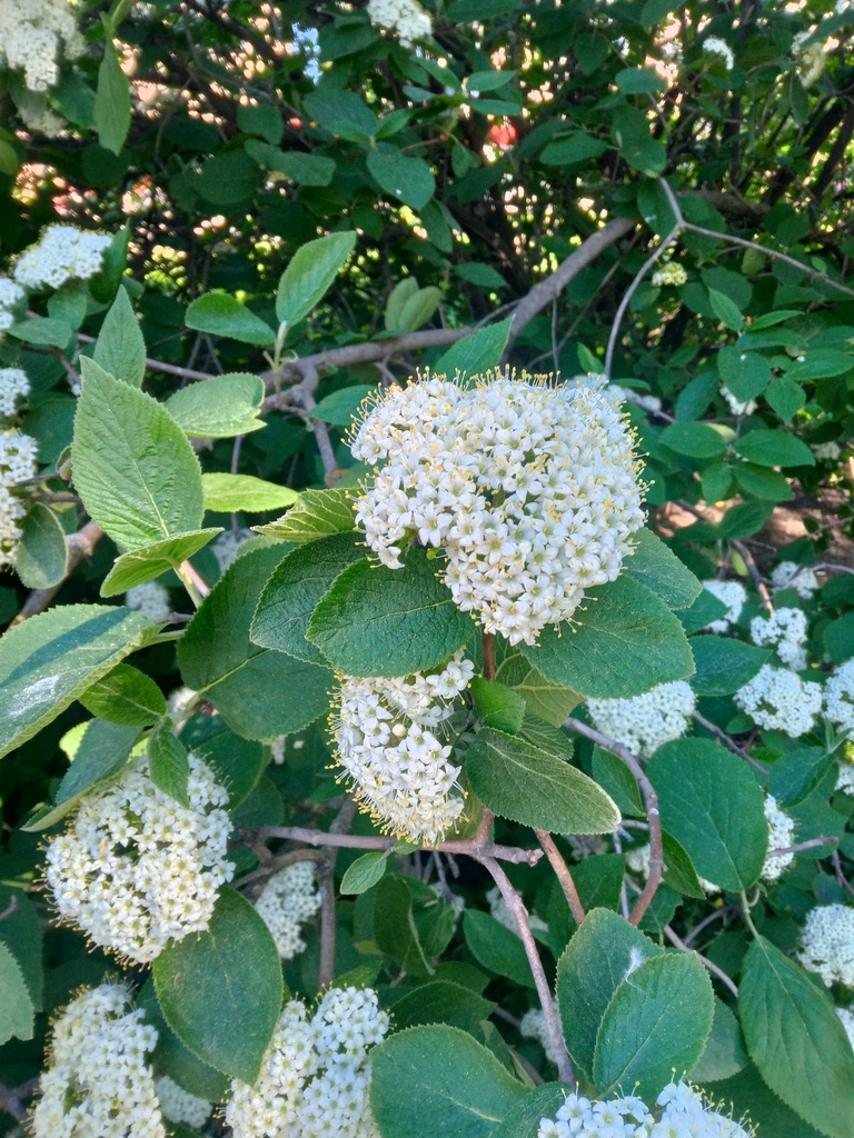 Wayfaring-tree from Великий Новгород, Новгородская обл., Россия on May ...