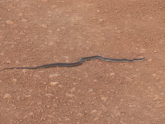 Common keelback from Peninsula Development Rd, Archer River, QLD, AU on ...