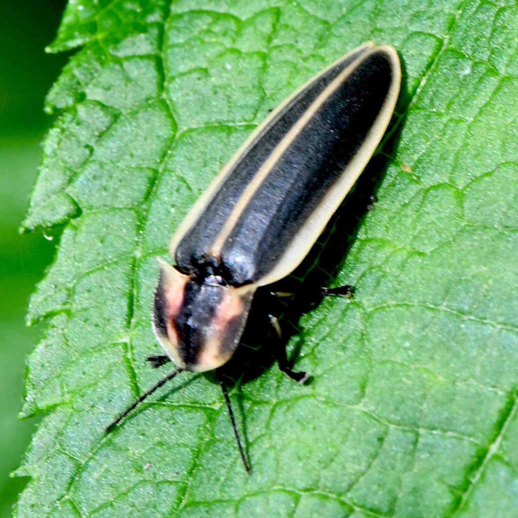 Say's Firefly from Starke County, IN, USA on June 9, 2024 at 07:22 AM ...