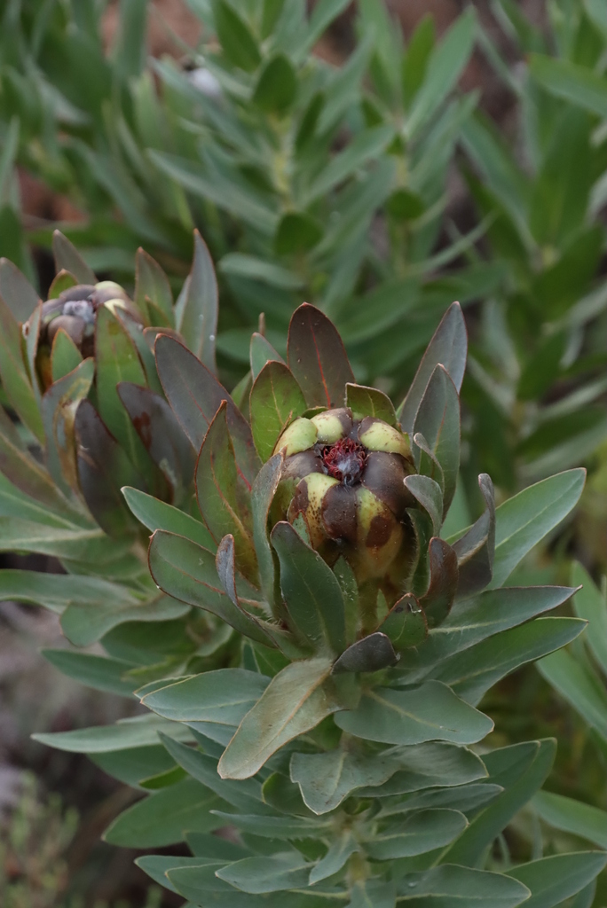 Green Sugarbush from Constantia Neck track up, Cecilia section of Table ...