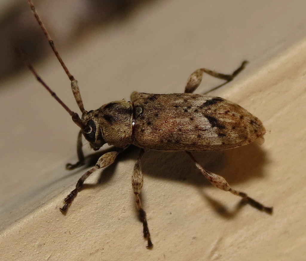 Sternidius misellus (Longhorn Beetles of the United States Pt.2 ...
