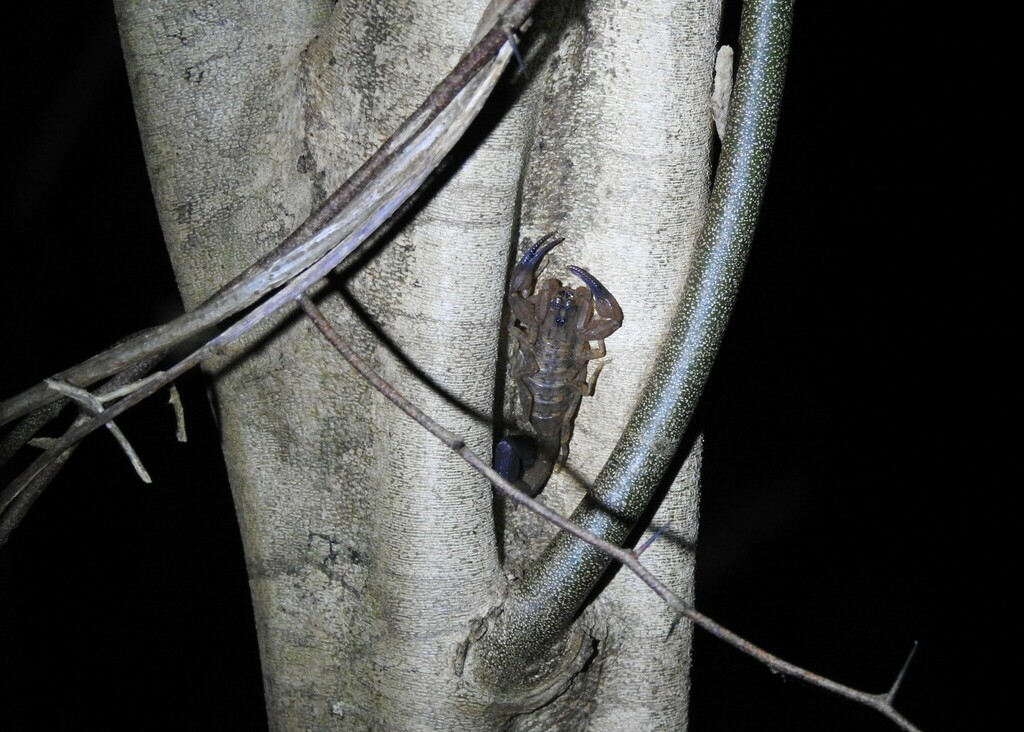 Tityus smithii from Saint George, Grenada on April 11, 2024 at 04:13 PM ...