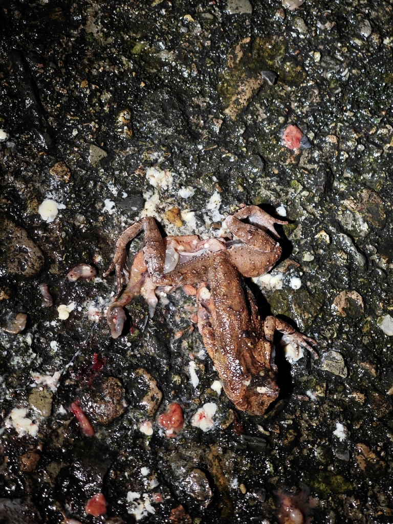 Pale-shouldered Horned Toad from 浙江省杭州市临安区天目山镇天目山自然保护区西天目山自然保护区 on June ...
