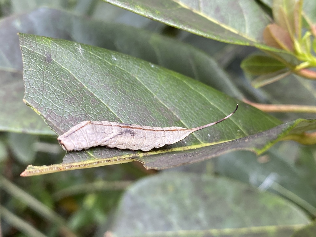 Oreta from 香港島, 薄扶林, 香港, HK on June 10, 2024 at 12:51 PM by gary_siu ...