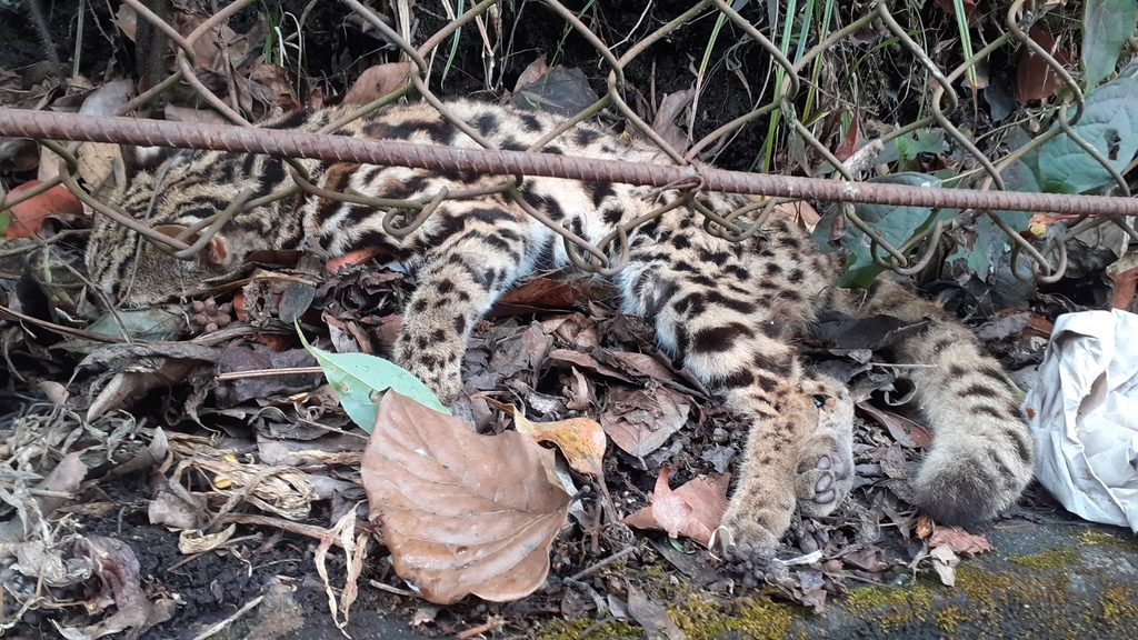 Mainland Leopard Cat from 27R8+9C6, Chauk Bazaar, Darjeeling, West ...