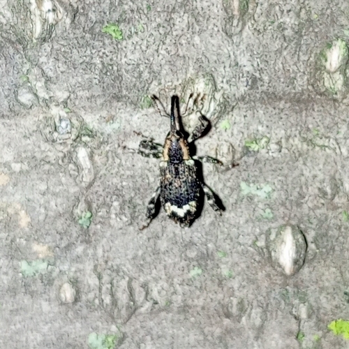 Acicnemis albofasciata · iNaturalist Mexico