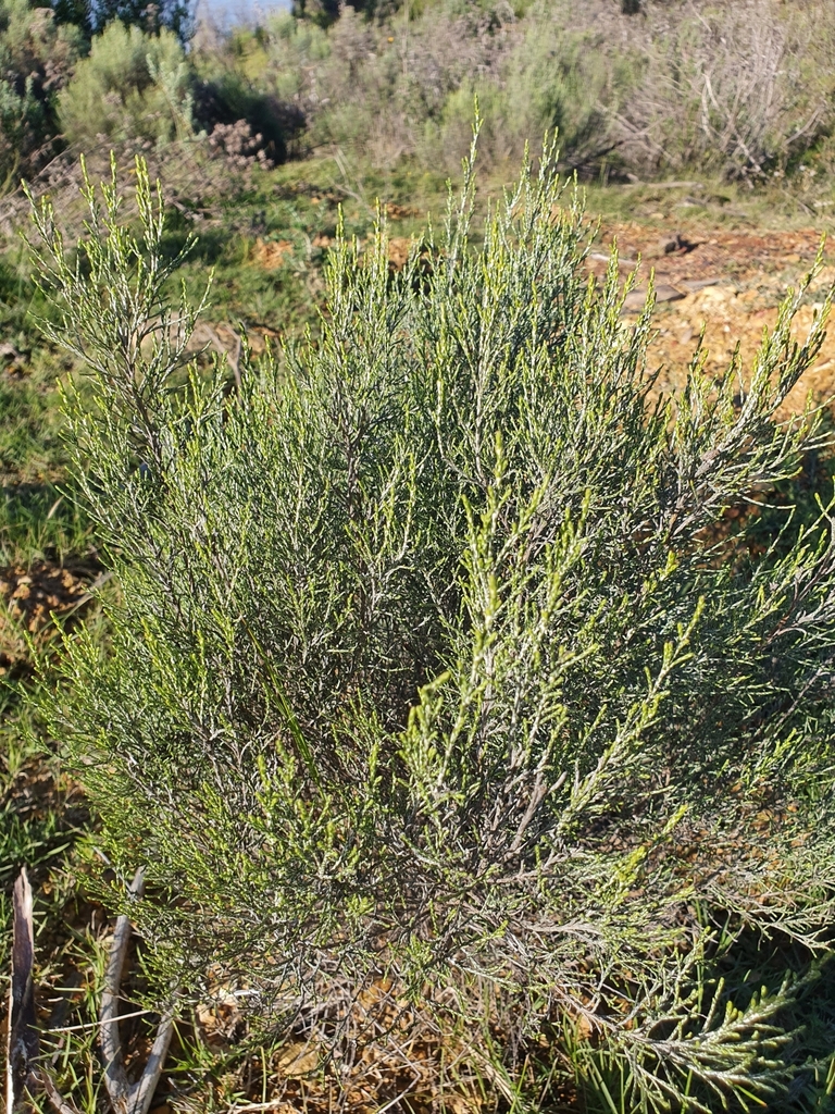 Renosterbush from South Cape DC, South Africa on June 10, 2024 at 02:54 ...