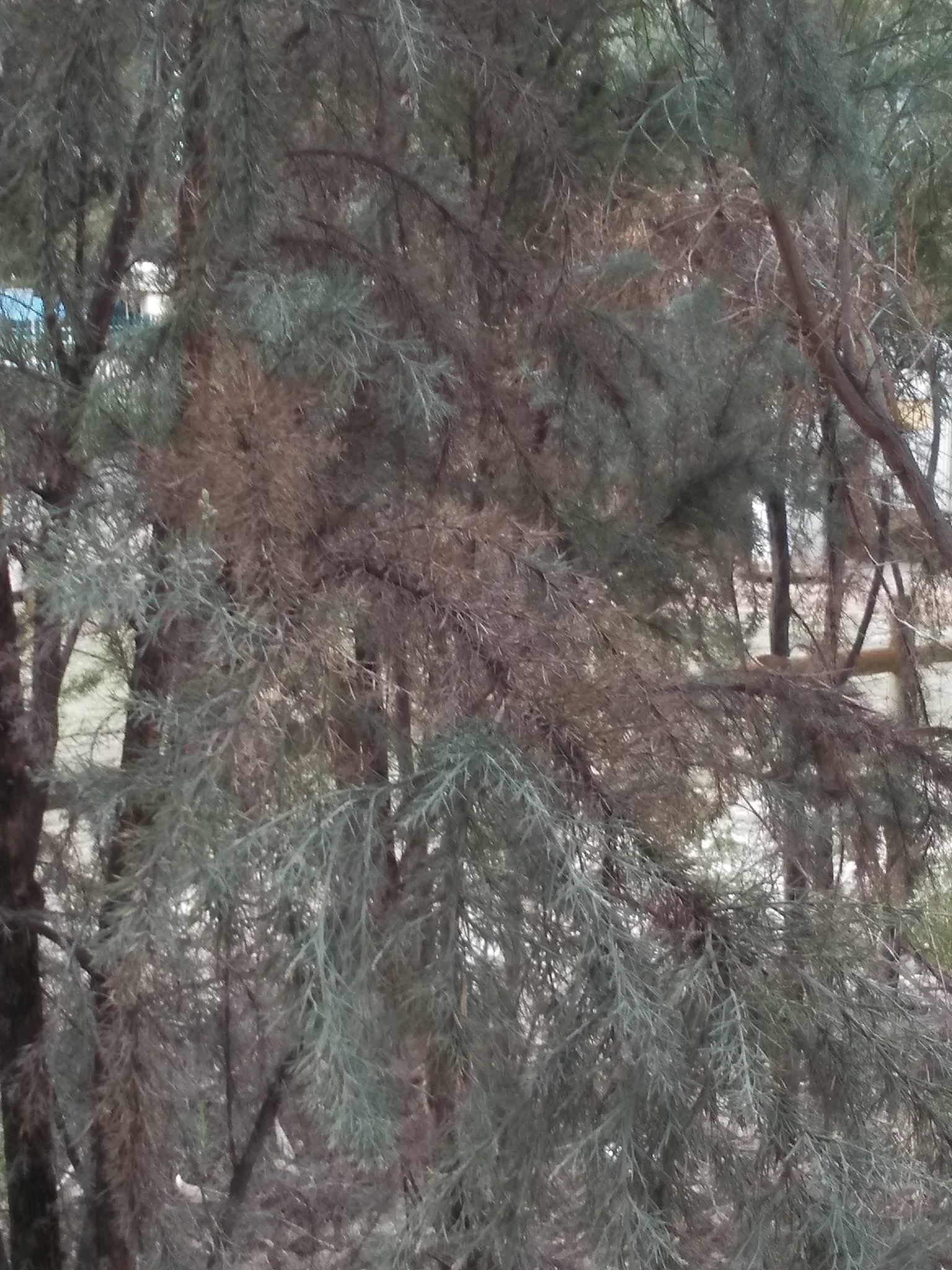 Jacksonia furcellata (Bonpl.) DC.