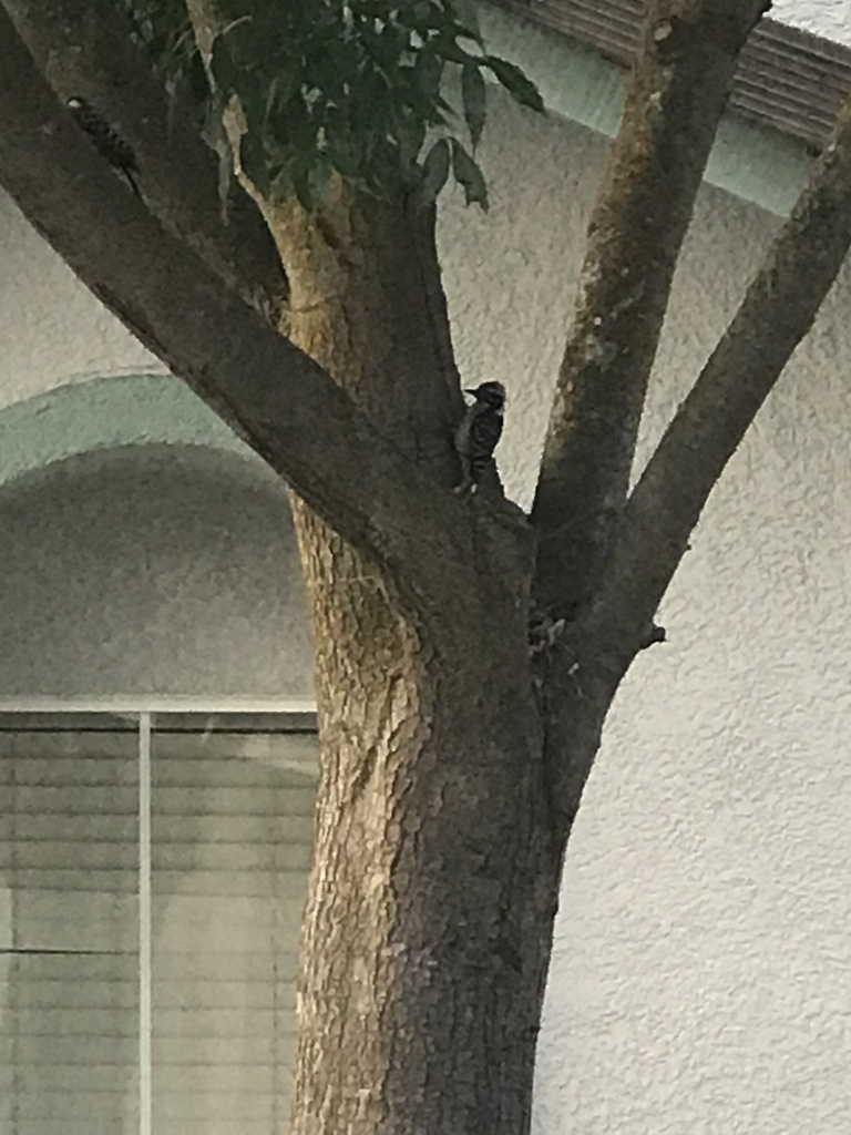 Nuttall's Woodpecker from Nicholas Dr, Mountain View, CA, US on June 10 ...