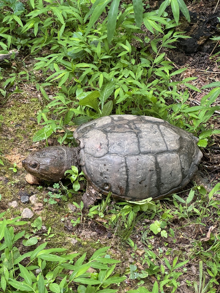 Common Snapping Turtle from Cary, NC, US on June 10, 2024 at 08:51 AM ...