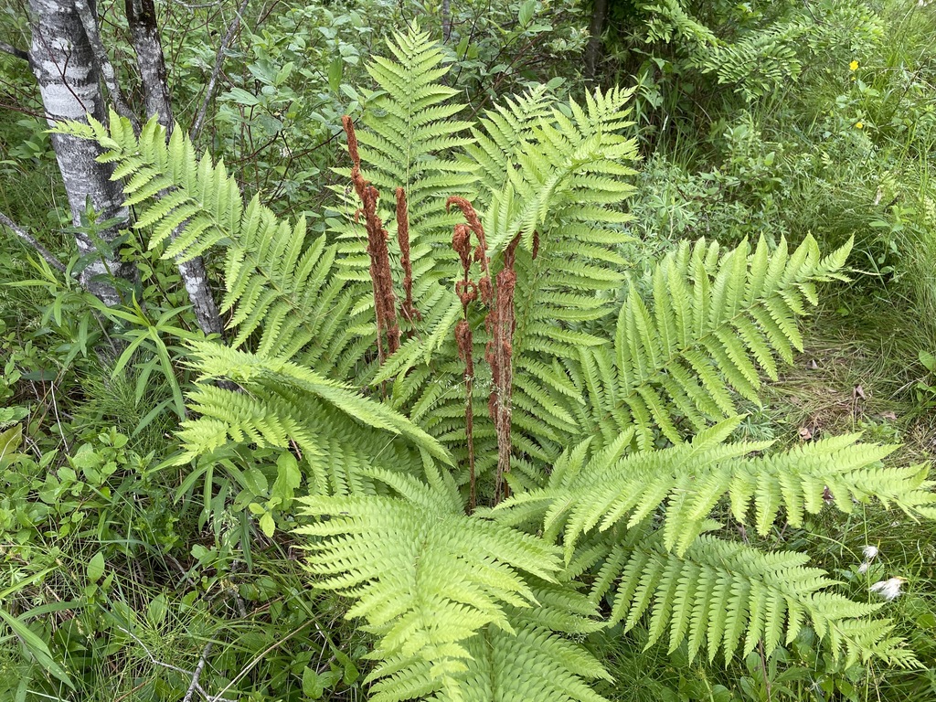 cinnamon fern from Strafford, VT, USA on June 8, 2024 at 03:46 PM by ...