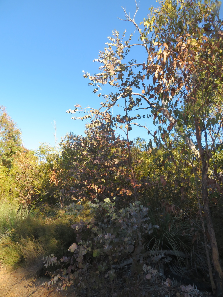 Long-leaved Box from Old Kersbrook Forest Loop, Kersbrook SA 5231 ...