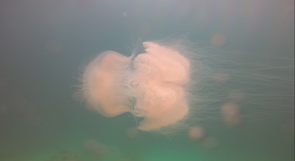 Lobonema smithii from Muang Phuket, TH-PU, TH on February 28, 2024 at ...