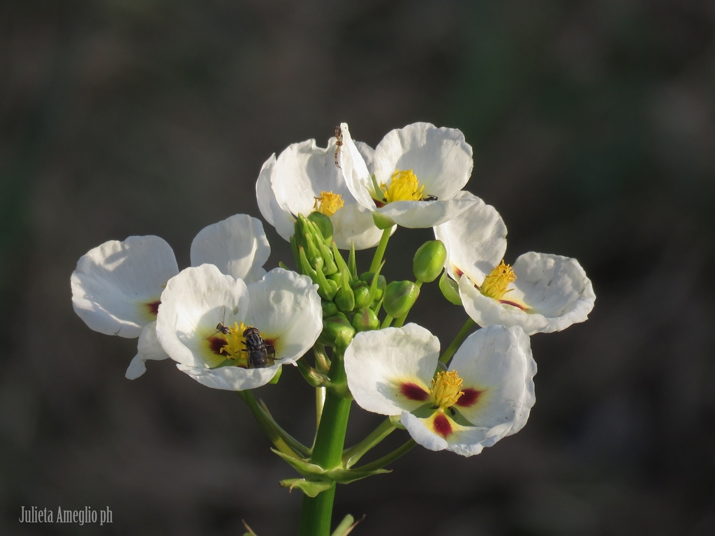 Aztec arrowhead from Roque Sáenz Peña, Rosario, Santa Fe, Argentina on ...