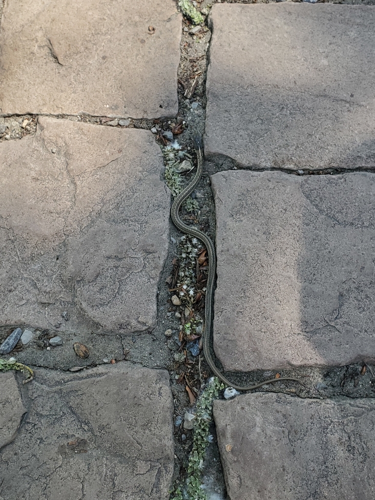 Western Terrestrial Garter Snake from Parkdale, Calgary, AB, Canada on ...