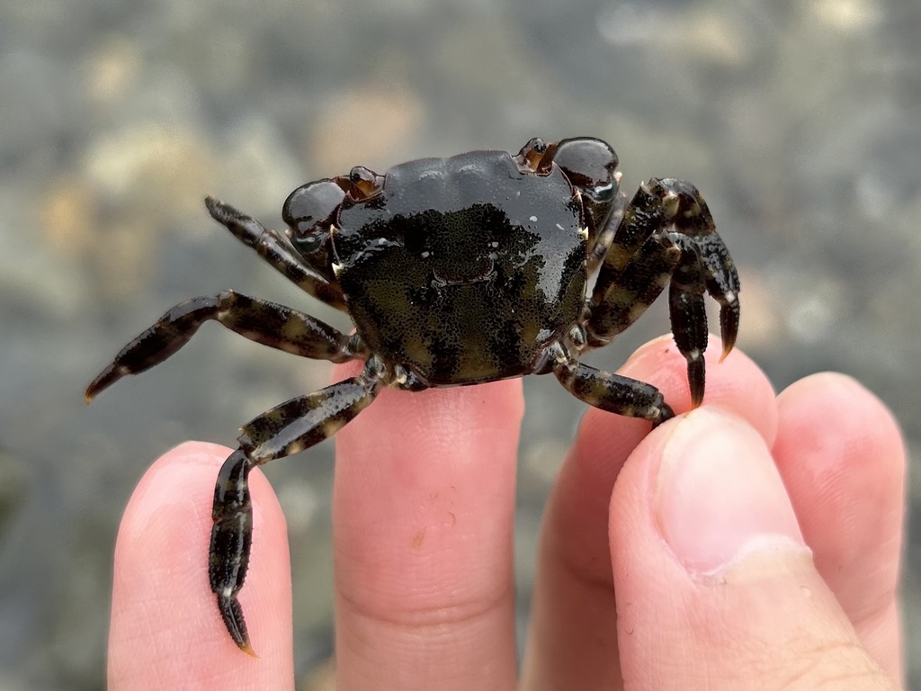 Asian Shore Crab in June 2024 by Branson Khounvichith. male · iNaturalist