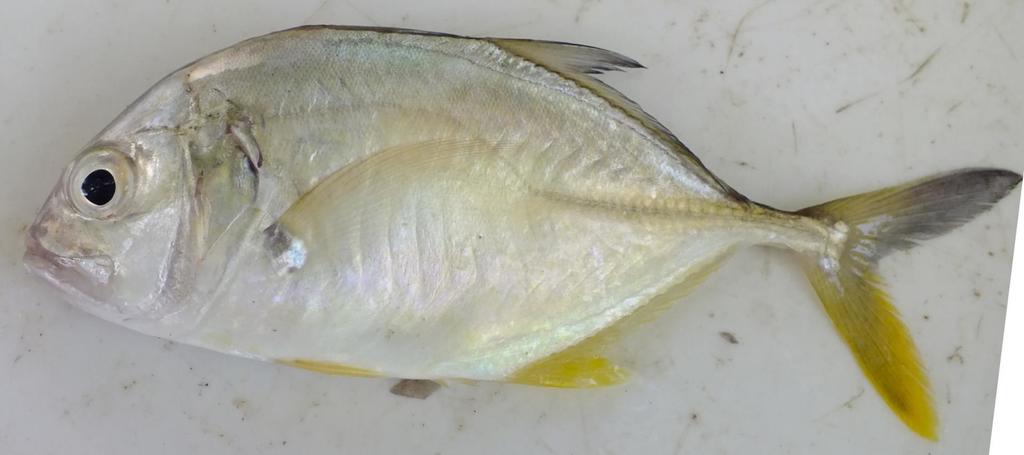 Giant Trevally (Caranx ignobilis) - Marine Life Identification