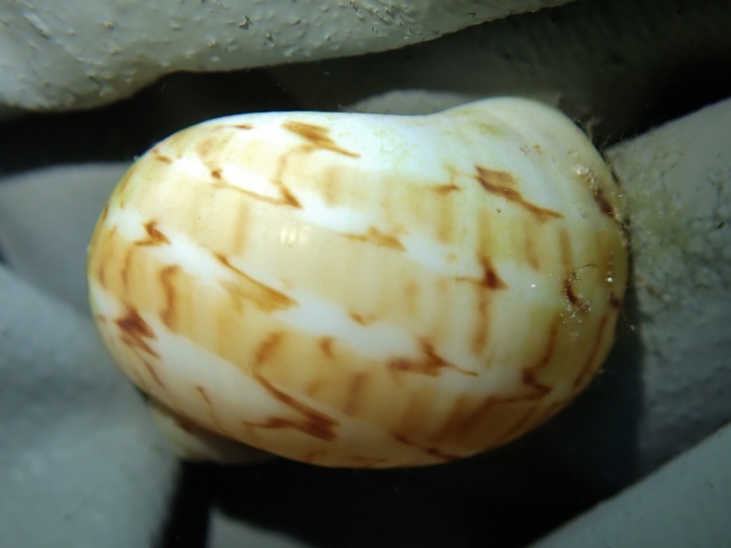 Colorful Moon Snail from Monroe County, FL, USA on June 9, 2024 at 11: ...