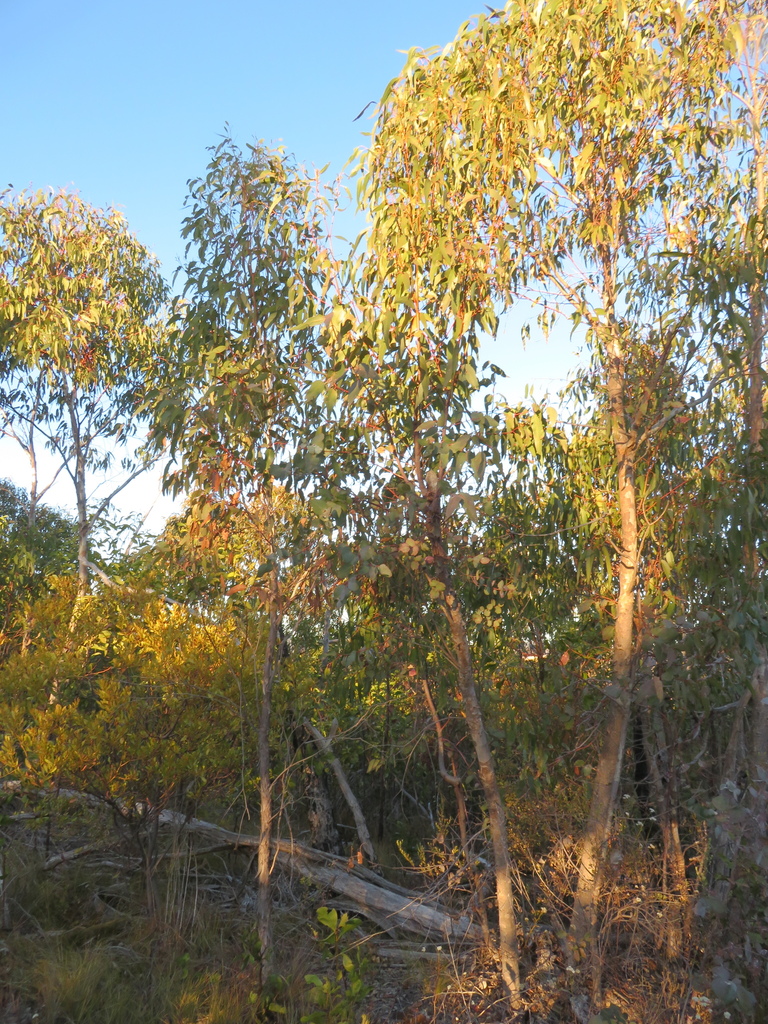 Long-leaved Box from Old Kersbrook Forest Loop, Kersbrook SA 5231 ...