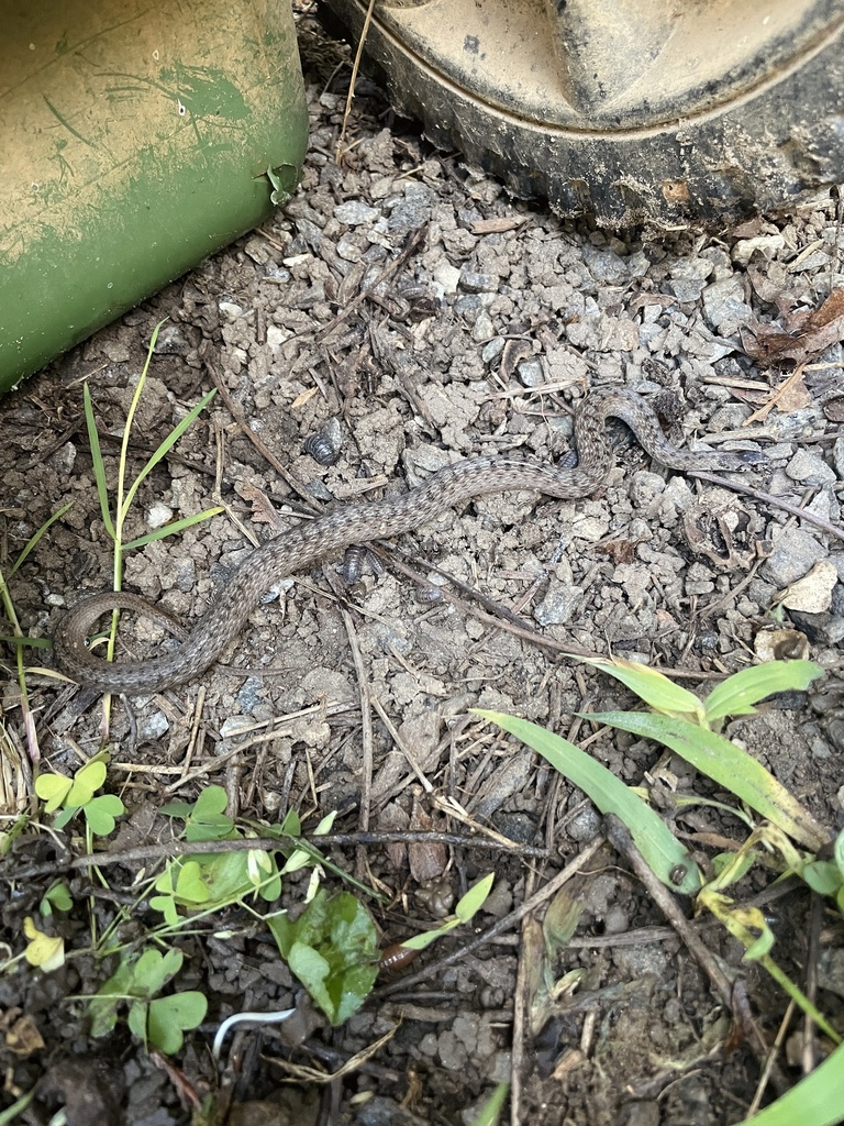 DeKay's Brownsnake from Drake St, Asheville, NC, US on June 10, 2024 at ...