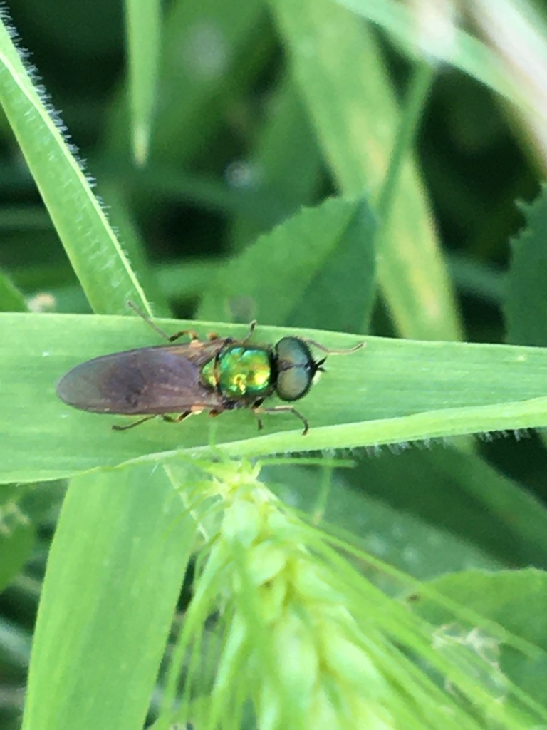 Broad Centurion Fly from South Crescent, London, England, GB on June 10 ...