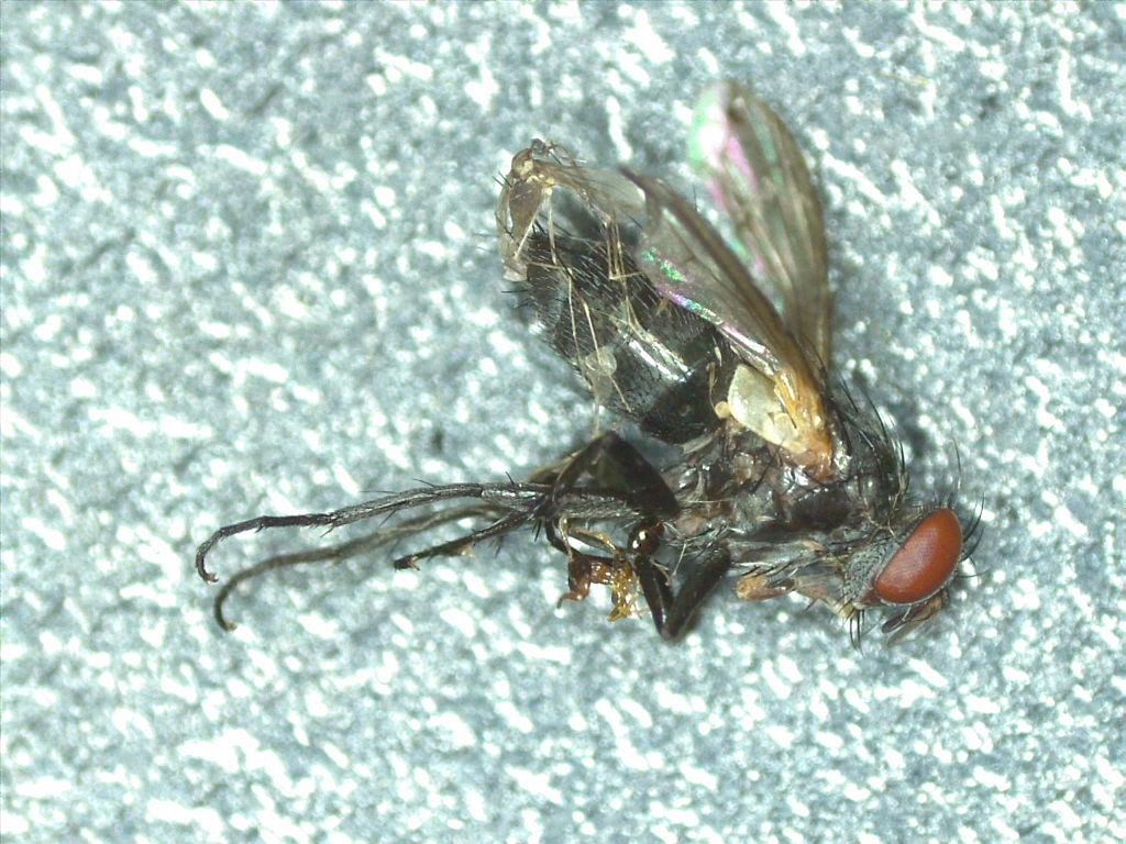 Bristle Flies from Oviedo, Dominican Republic on May 8, 2024 at 04:24 ...