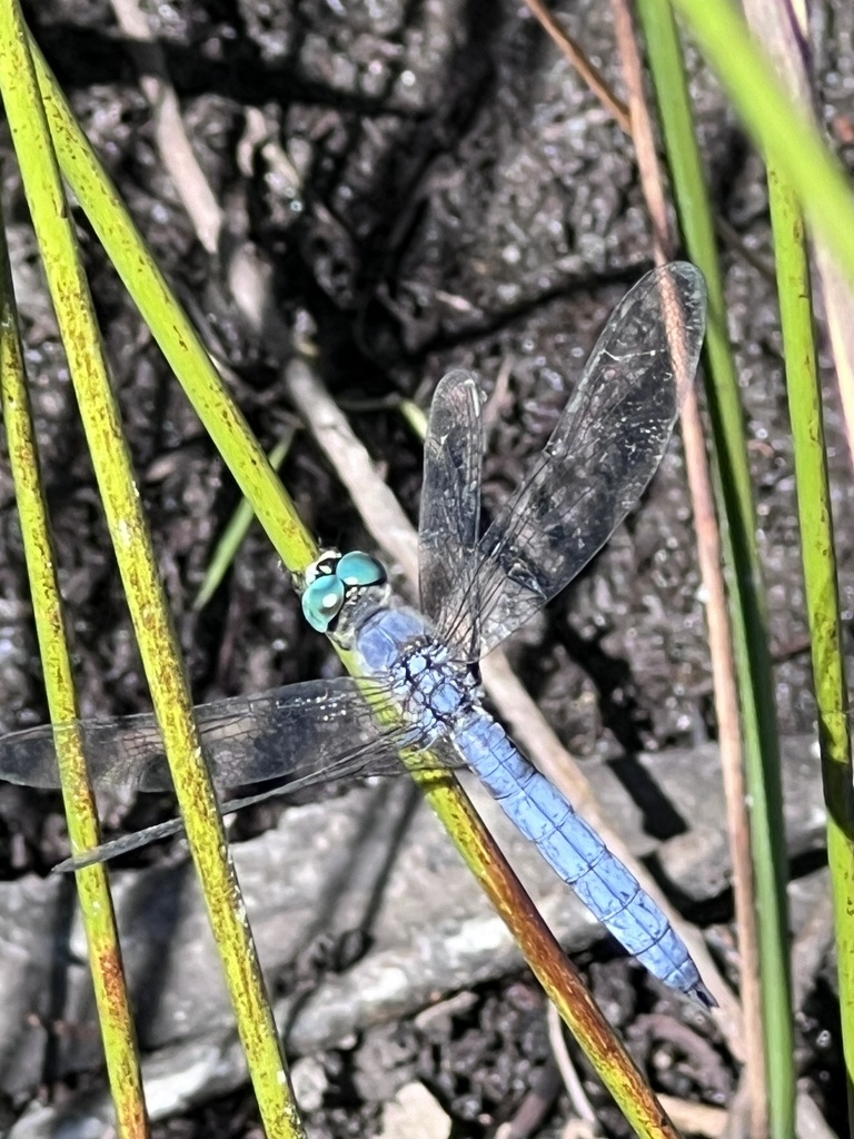 Blue Dasher in June 2024 by Terry · iNaturalist
