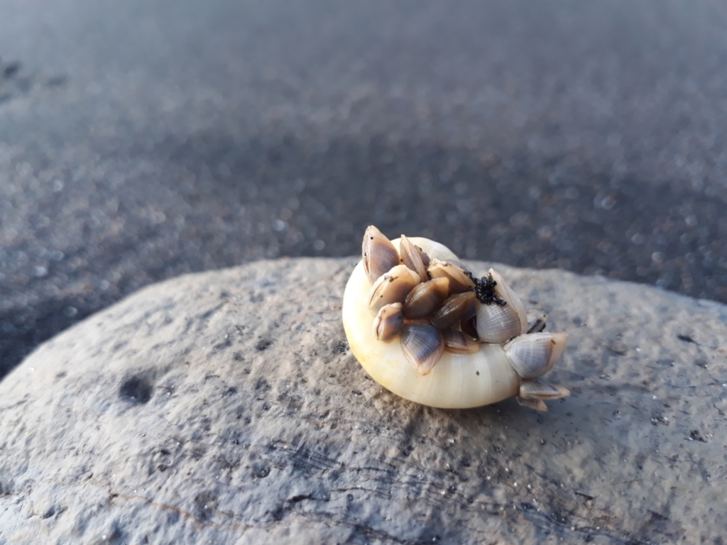 Small Goose Barnacle from South Taranaki, NZ-TK, NZ on May 19, 2019 at ...