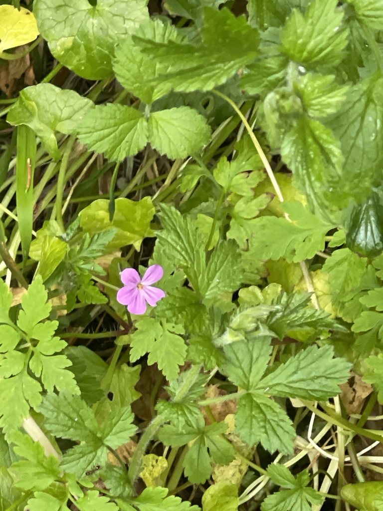 Herb Robert from Enmore Castle East, Bridgwater, England, GB on May 10 ...
