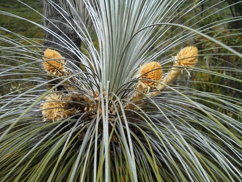 Genus Kingia · iNaturalist