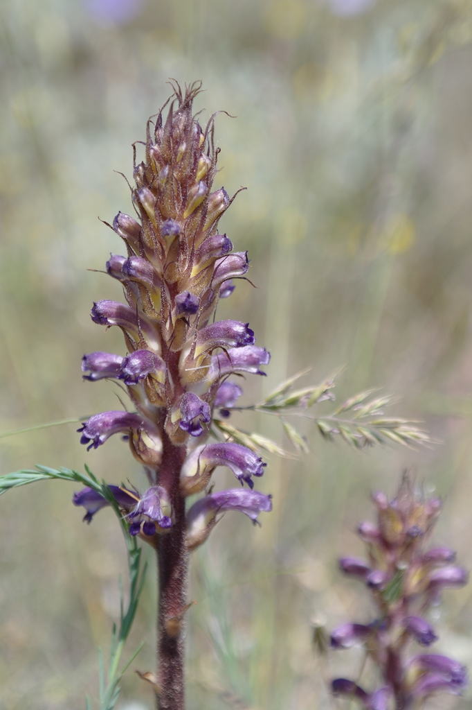 (Orobanche cumana) - Botanical Realm