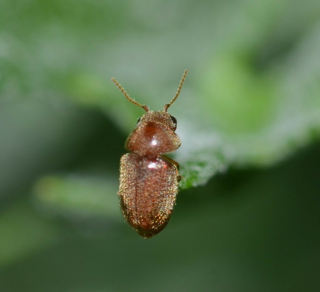 Tobacco Beetle from 58100 Grosseto GR, Italia on May 29, 2024 by ...