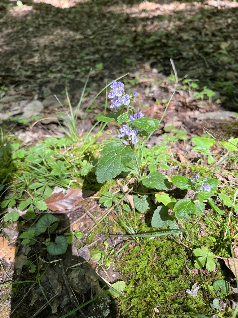 Hairy Skullcap from Bays Mountain Park, Kingsport, TN, US on June 10 ...