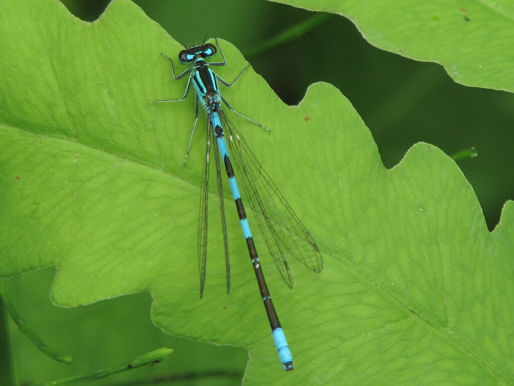 Taiga Bluet from Danby, VT, USA on June 10, 2024 at 10:49 AM by Nancy A ...