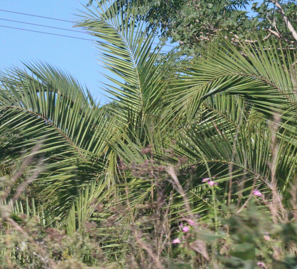 Reclining Date Palm from Isulabashe, Macambini, South Africa on April ...