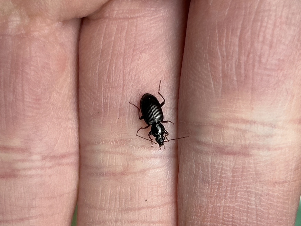 Agonum punctiforme in June 2024 by Shane · iNaturalist