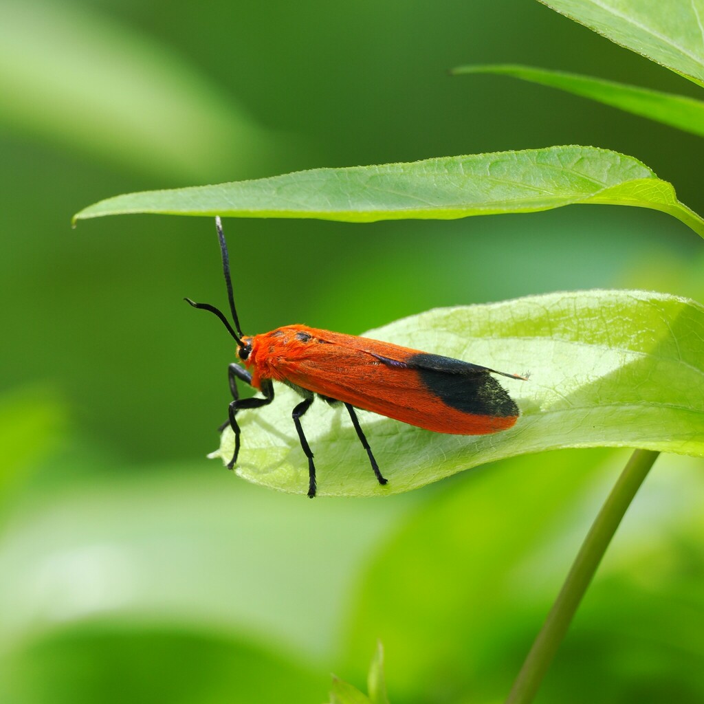 Phauda flammans from 香港大嶼山黃龍坑道 on June 10, 2024 at 10:47 AM by Napo Chu ...