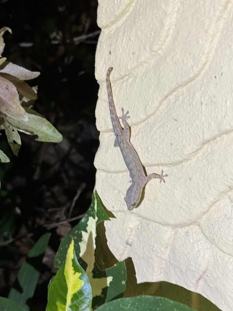 House Geckos from Pulau Bali, Denpasar, Bali, ID on June 10, 2024 at 11 ...
