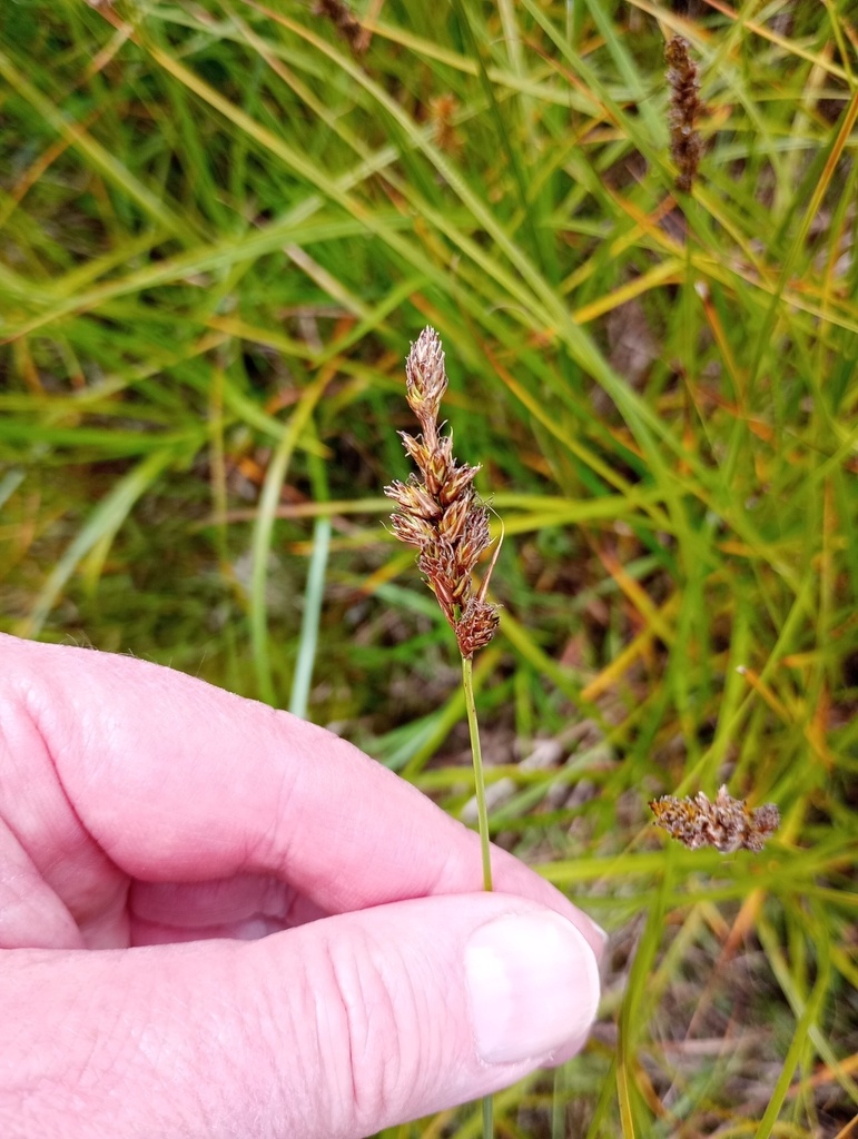 brown sedge from Swalwell, UK on June 9, 2024 at 11:42 AM by Nick ...