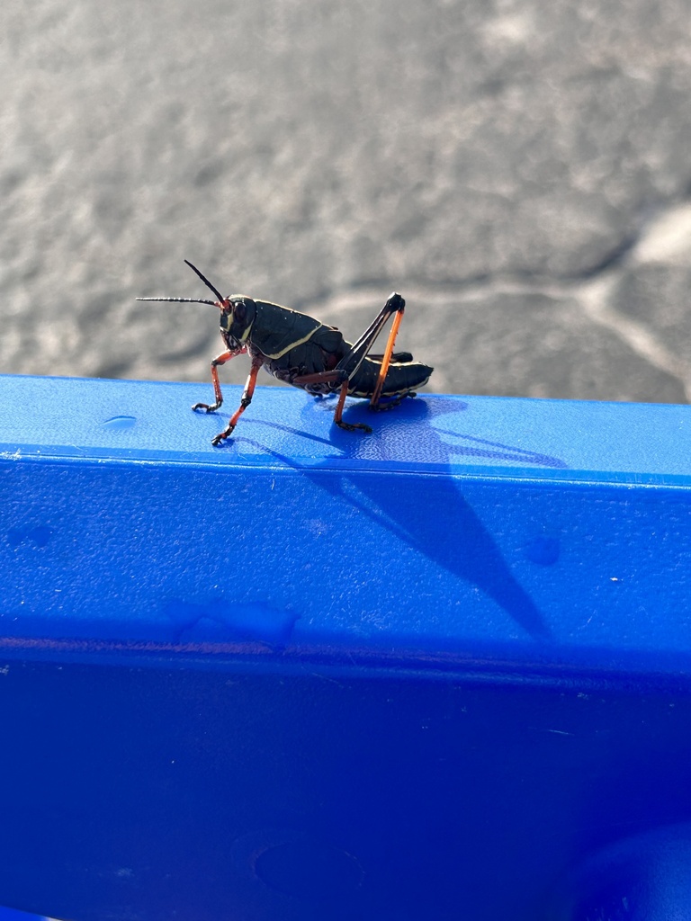 Eastern Lubber Grasshopper from Weeki Wachee Springs State Park, Spring ...
