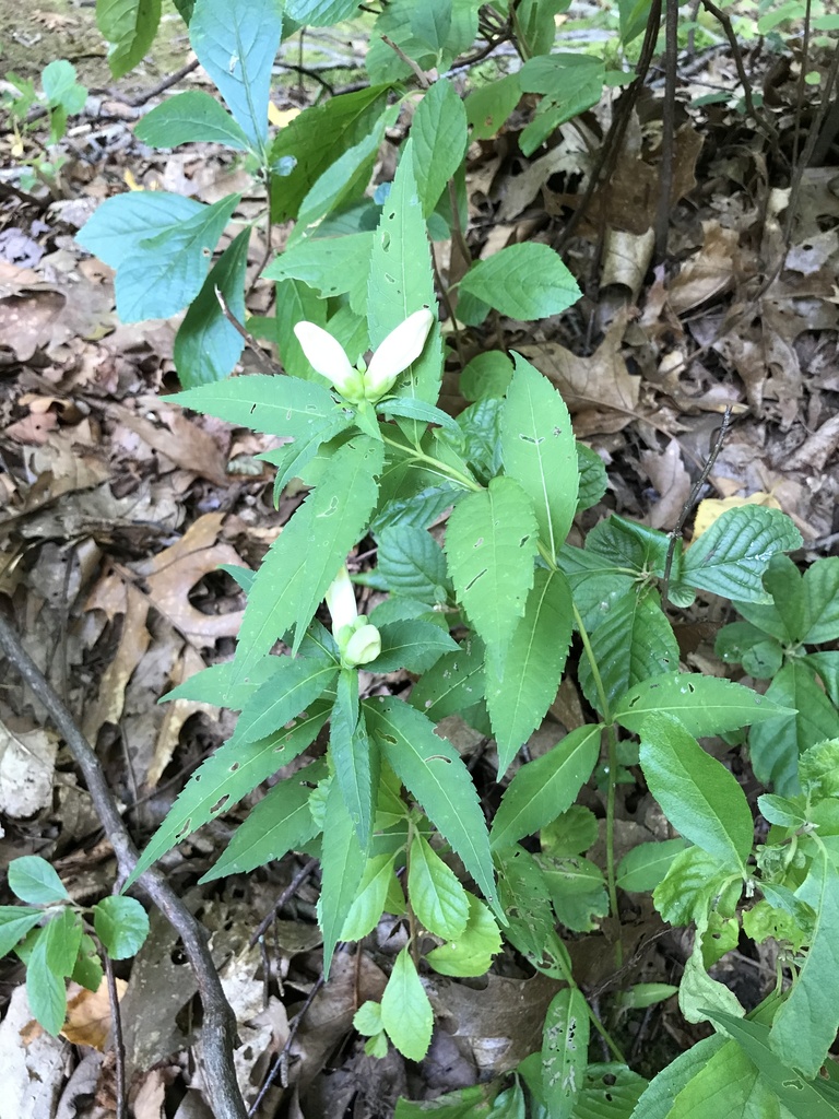 white turtlehead from Storrs Mansfield, CT, US on September 13, 2020 at ...