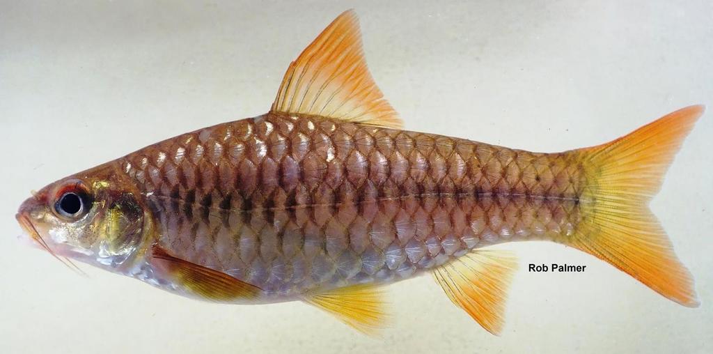 (Enteromius ablabes) - Marine Life Identification