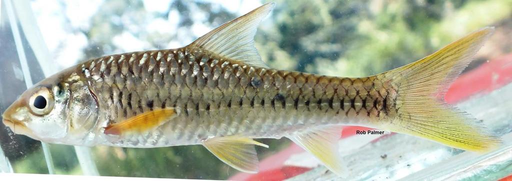 Blackstripe Barb (Enteromius macrops) - Marine Life Identification