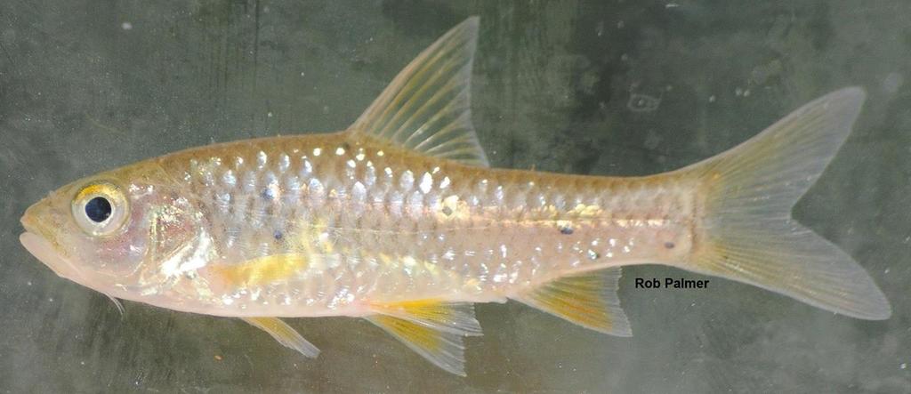Yellowfishes (Labeobarbus) - Marine Life Identification