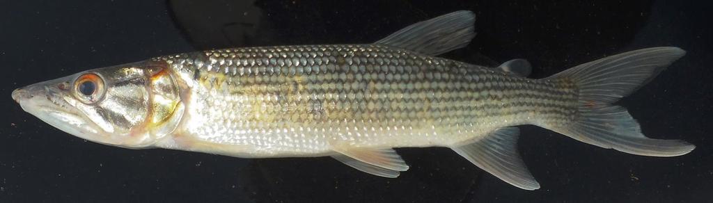 West African Pike (Hepsetus occidentalis) - Marine Life Identification